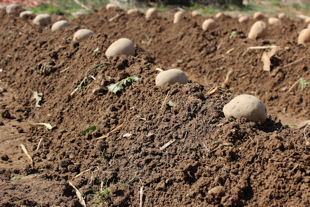 Growing Your Own Spuds - Countryside